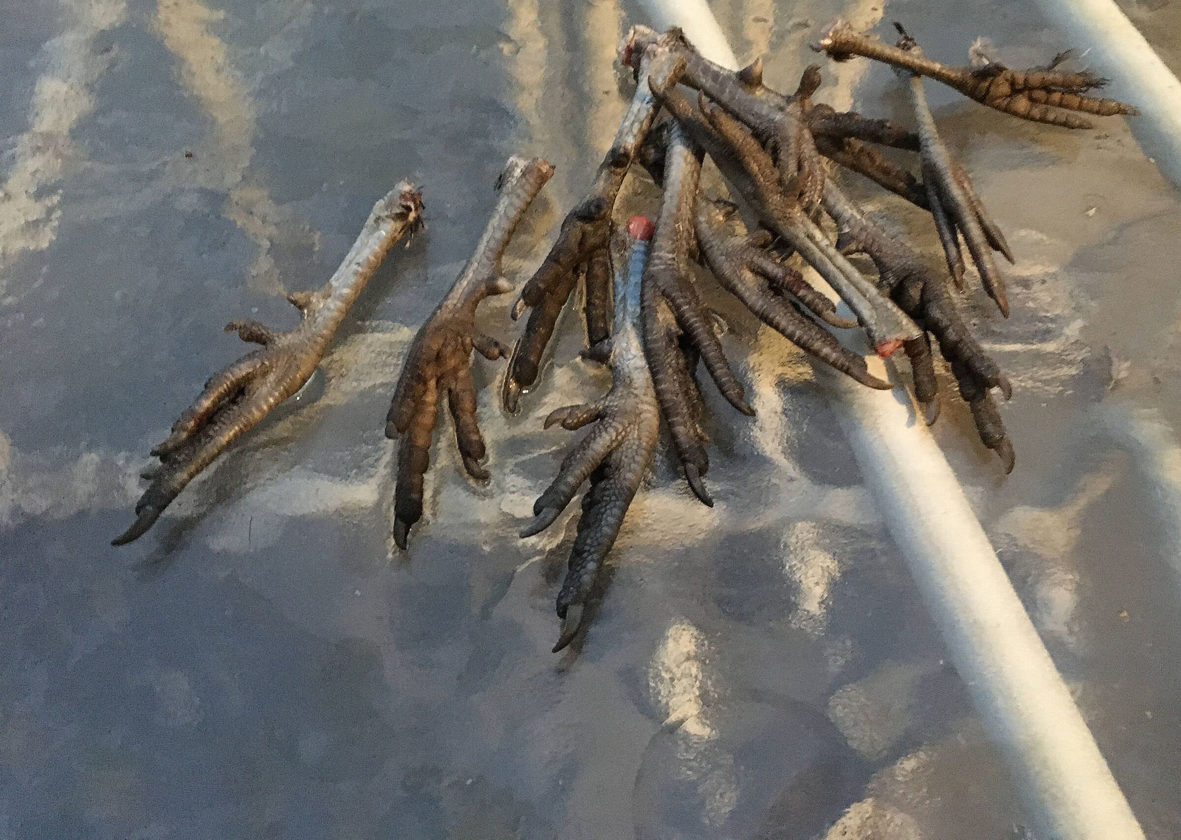 Tinnitustimulus / Cost / Permasquelch / LXV - Pageant : Soloveev